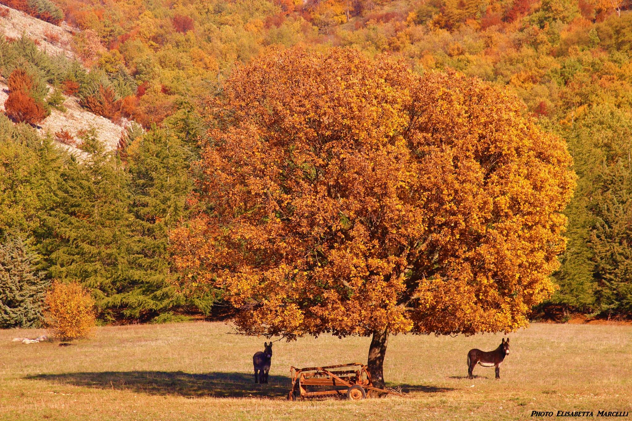 Le tonalità spettacolari del foliage abruzzese | Il Faro 24!