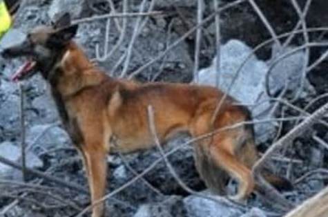 GENOVA. E’ MORTA WENDY, PASTORE BELGA MALINOIS, CANE PER I SOCCORSI DEI ...